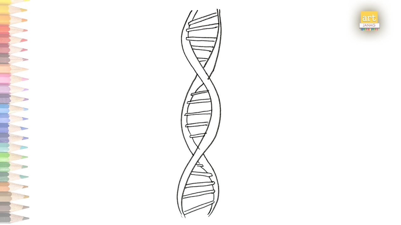 DNA Diagram easy | How to draw Human DNA diagram step by step | Outline ...