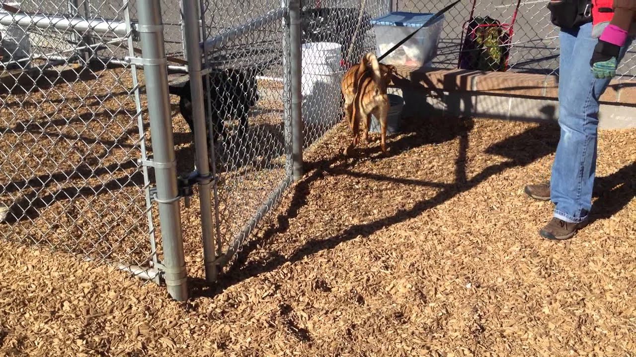 Bolo at gate - YouTube