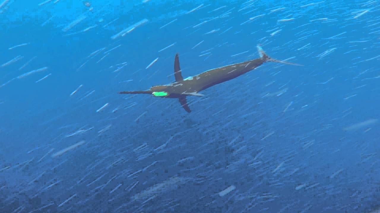 Pesca de marlin Cuba Boro - YouTube