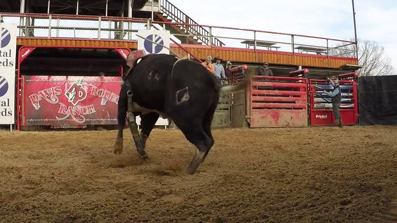 DAVIS RODEO 7164 - YouTube