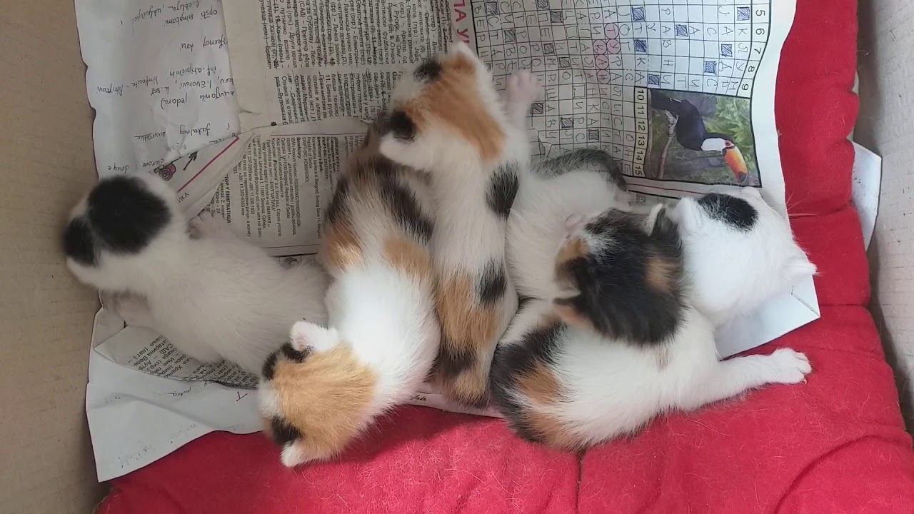 Two week old kittens trying to walk - YouTube