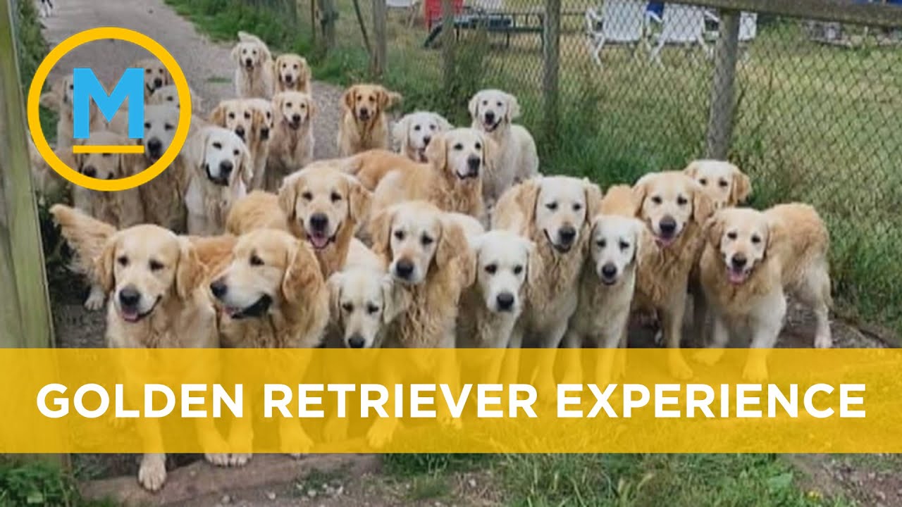You can pay to spend a day with a pack of goofy golden retrievers ...