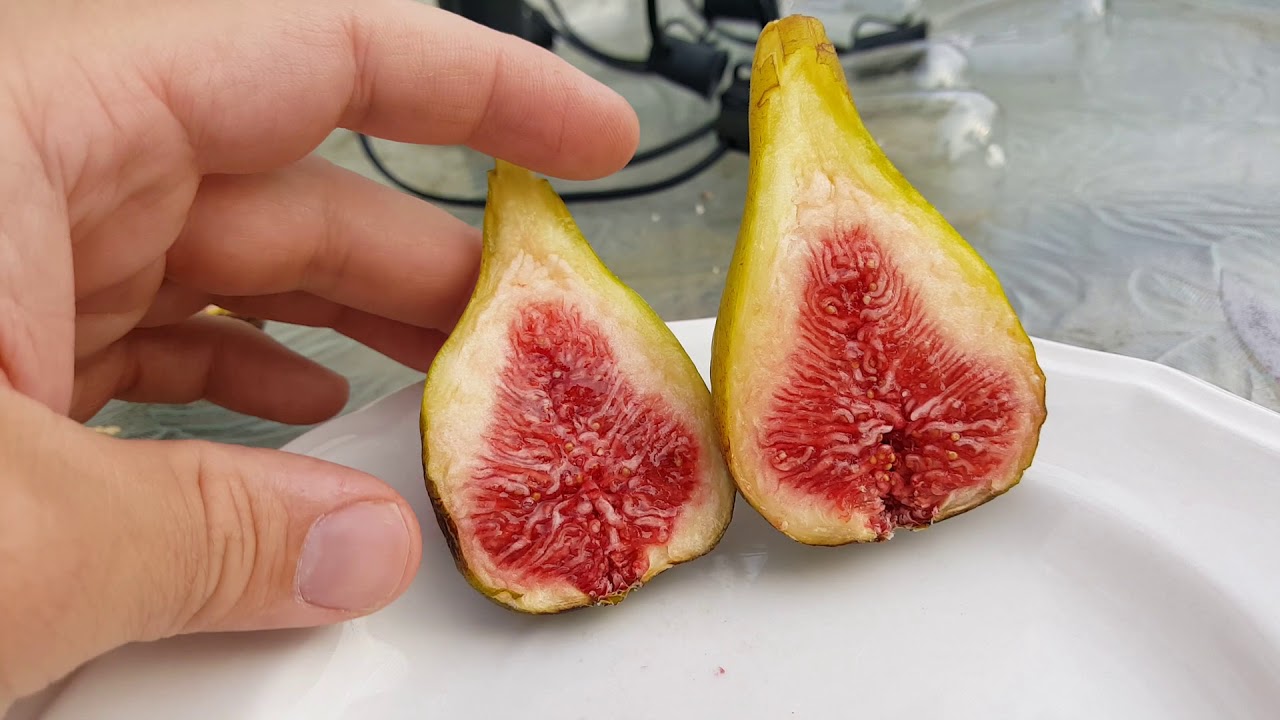 Col de Dame Blanca (CdDB) Fig - YouTube