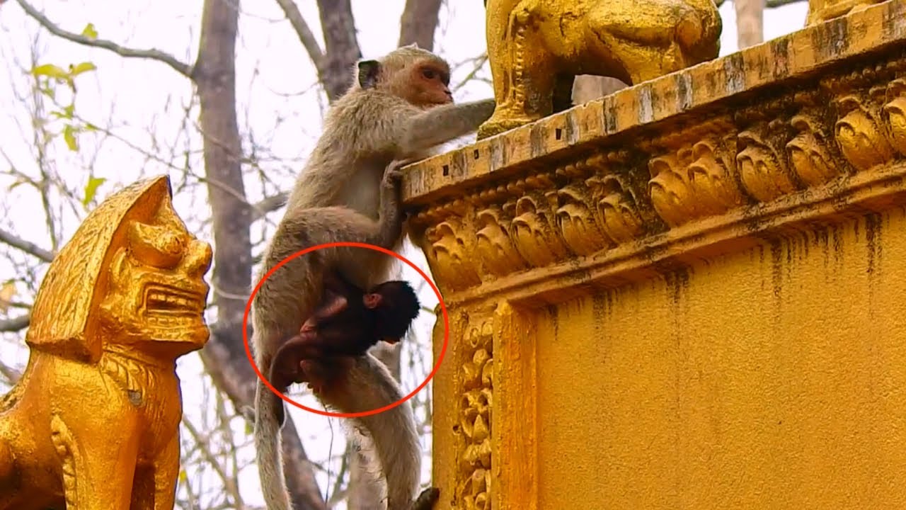 Almost Fall Newborn Baby Hugging under When Mama MOMO Climbing up - YouTube