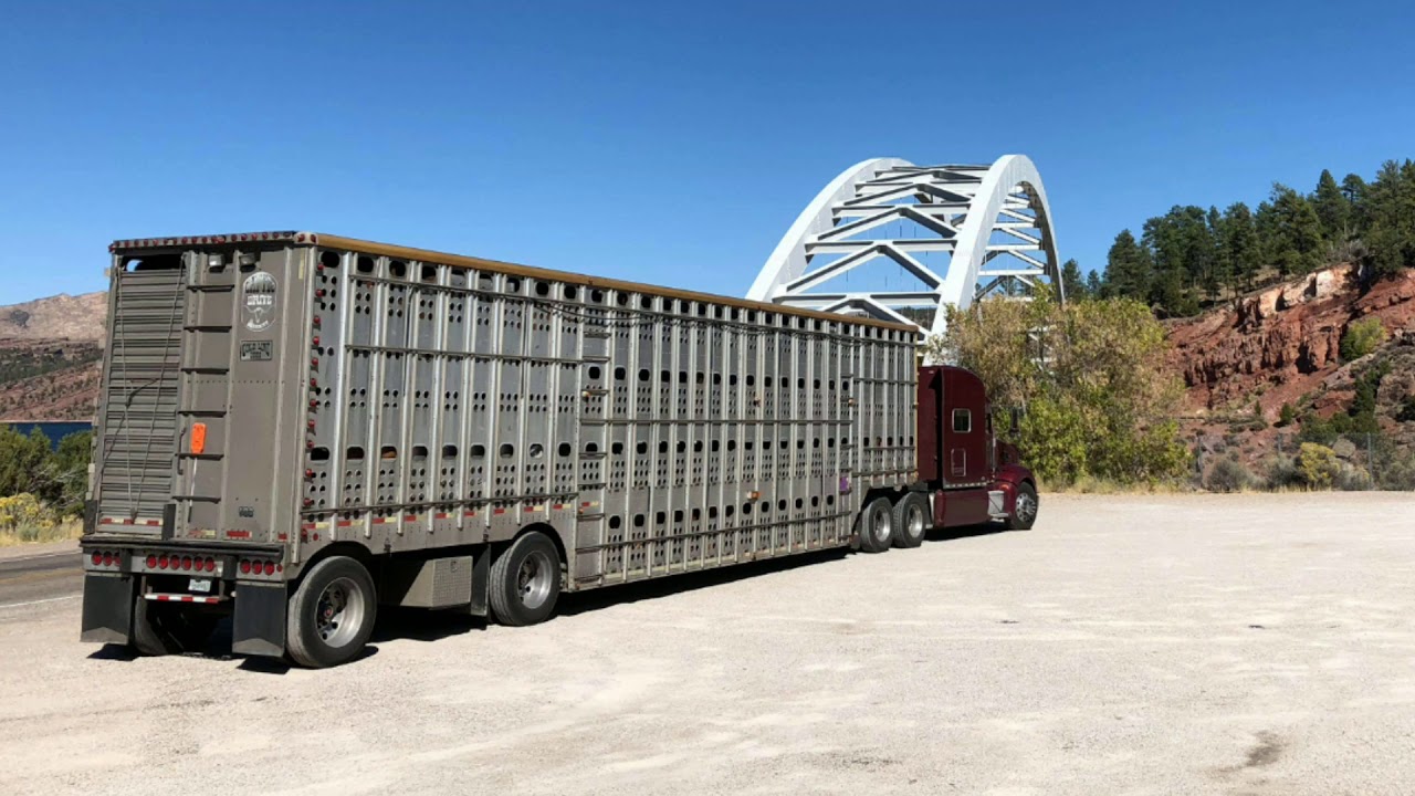 Randy's Cattle Rolling Crew - YouTube