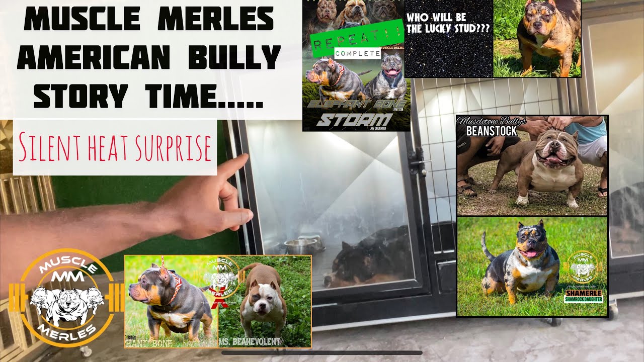 AMERICAN BULLY Episode 15: SILENT HEAT SURPRISE, Ground breaking Merle ...