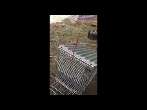 Shopping trolley fox trap - YouTube