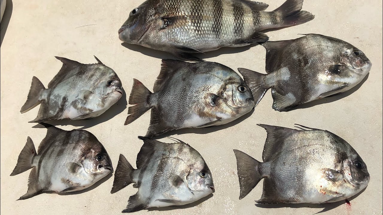 Sheepshead/spadefish catch and clean - YouTube