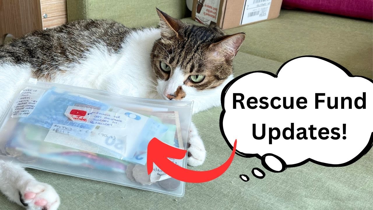 Spare a Dime, Save a Cat: 100% Transparent Rescue & Assistance Journey ...