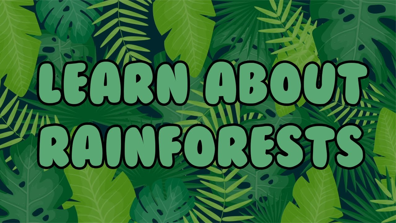 What are Rainforests? ┃Learn about Rainforests for Kids 🌳🌎 - YouTube