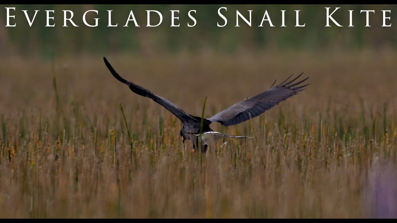 A Glimpse in the Life of: Everglade Snail Kite - YouTube