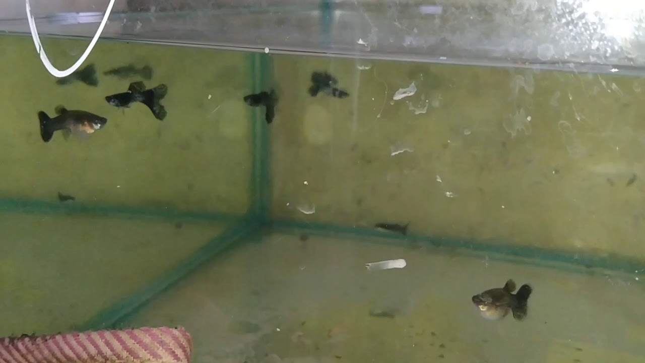 Sakura farm cupang hias dan guppy part1 - YouTube