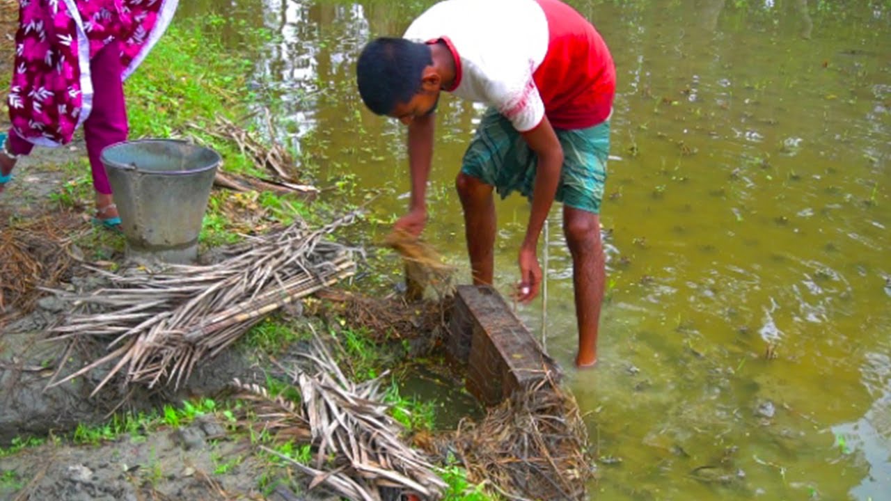 old Village Fishing Video | Village Traditional Fishing When Raining ...
