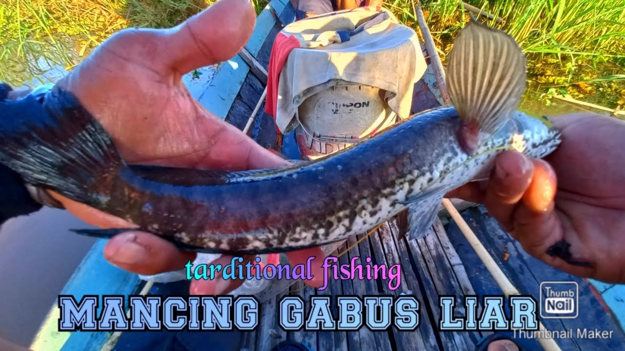 SADIS BANGET || MANCING GABUS LIAR - YouTube