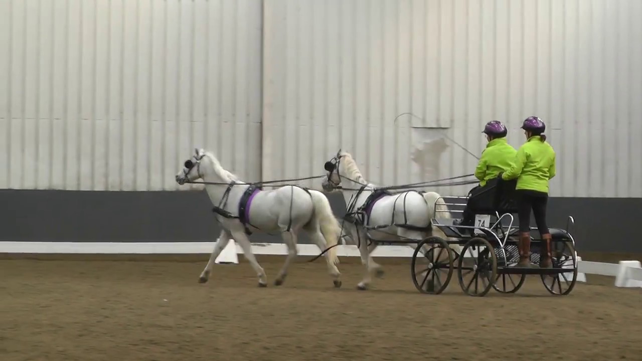 Indoor carriage driving finals 2018, P&P Fiona Powell, pony tandem ...