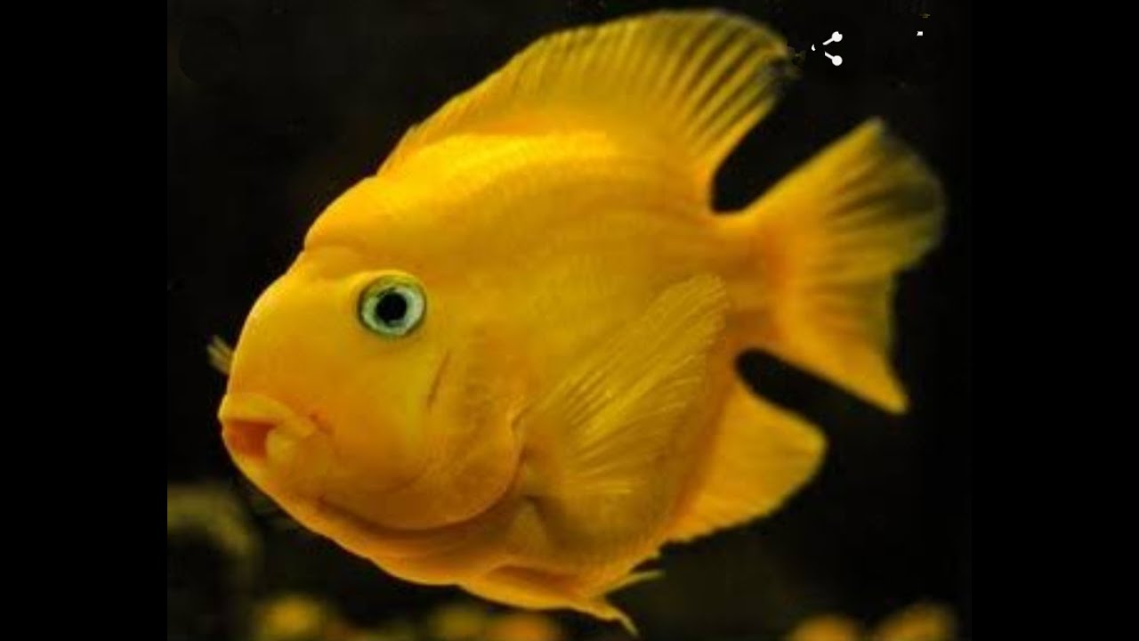 How long do aquarium parrot fish live?#cichlid #cichlidfish #parrotfish ...