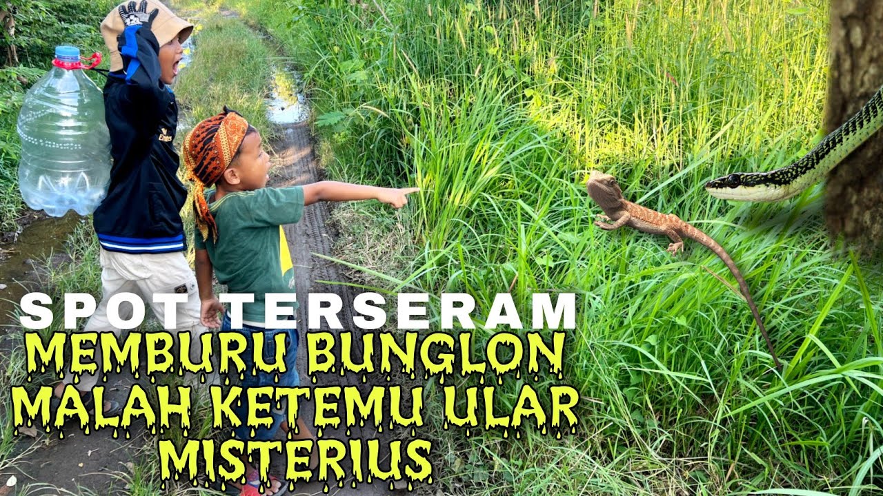 Memburu bunglon di spot terbaru | Ketemu ular berbisa..!!!! - YouTube