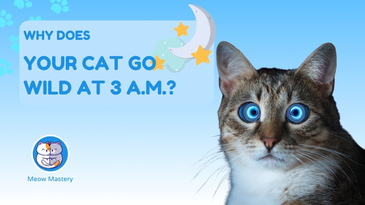 Why Does Your Cat Go Crazy at 3 A.M.? The Real Reason Behind Zoomies! 🐾 ...