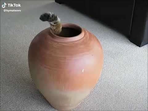 Hayvanlar Alemi #21 - Komik Kedi Videoları