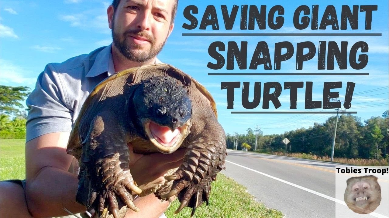 GIANT Snapping Turtle! - YouTube