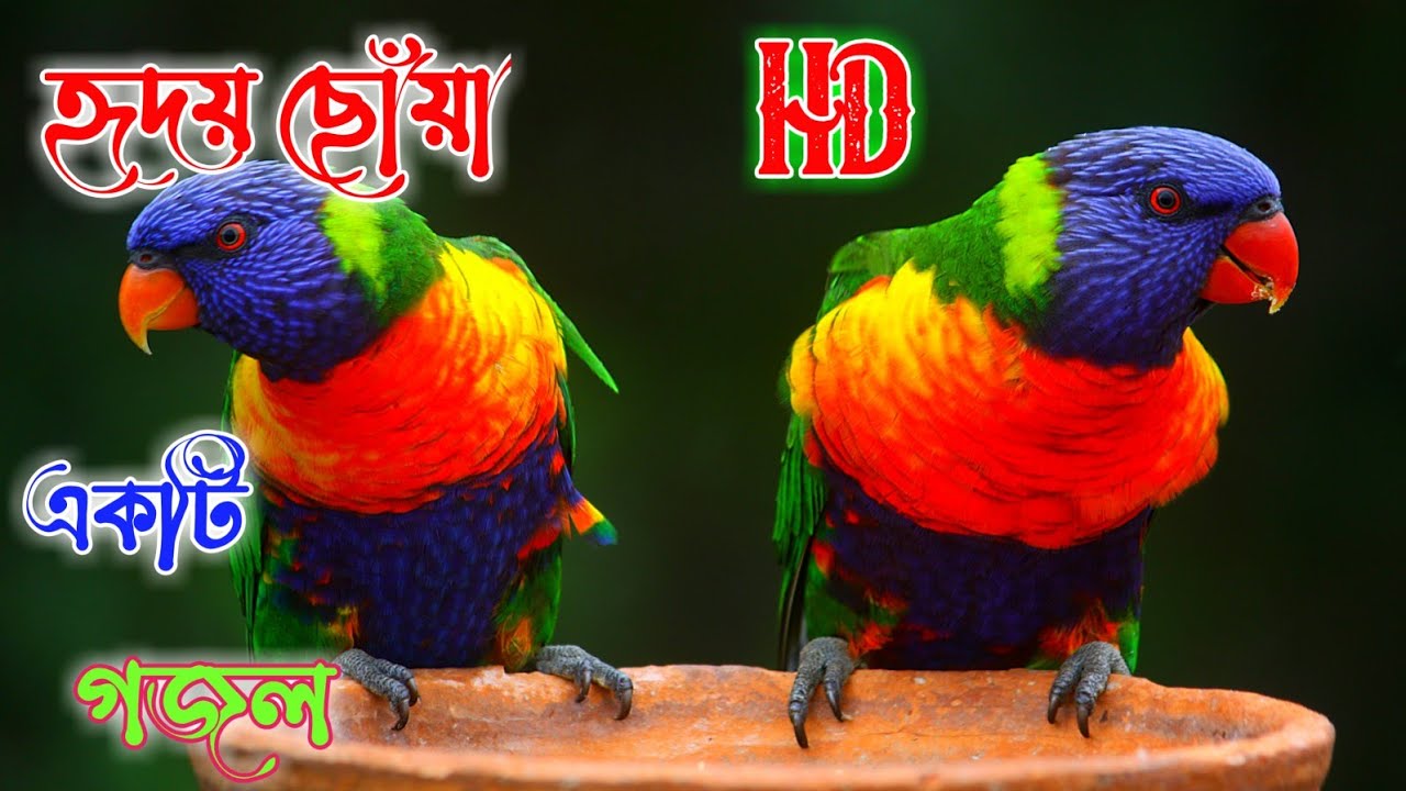 bangla gojolbangla gojol all বাংলা গজলbangla gojol all বাংলা গজল ...