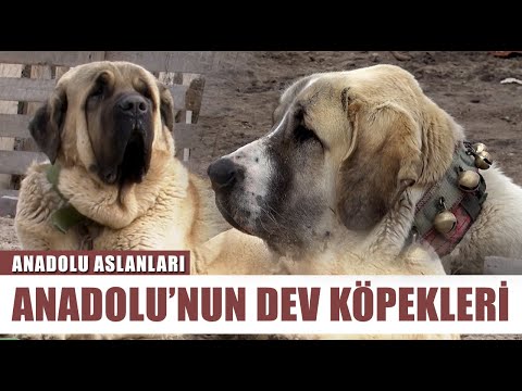 Türkiye'nin Dev Aksaray Malaklı Köpekleri! | Anadolu Aslanları