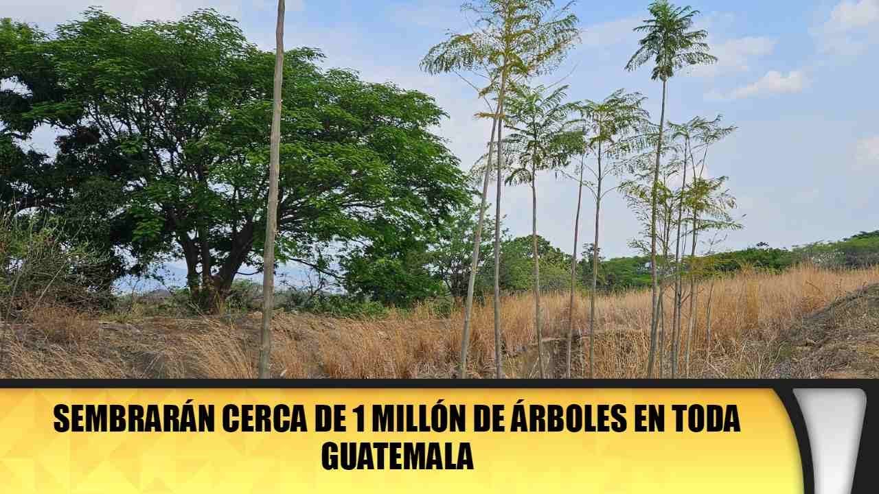 Sembrarán cerca de 1 millón de árboles en toda Guatemala. - YouTube