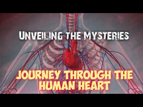 Unveiling the Mysteries: Journey through the Human Heart - YouTube