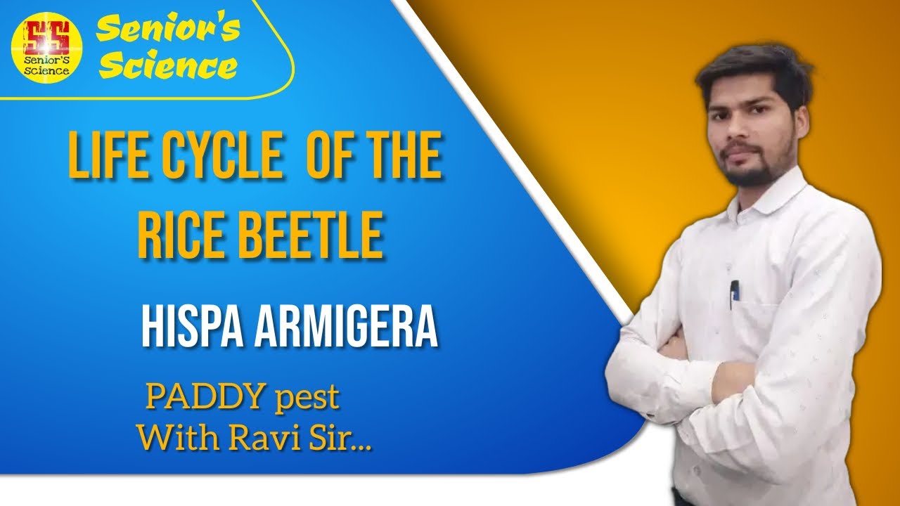 Life Cycle Of Rice Beetle || The Hispa armigera | life cycle in hindi ...