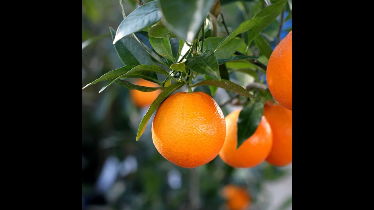 Oranger - YouTube