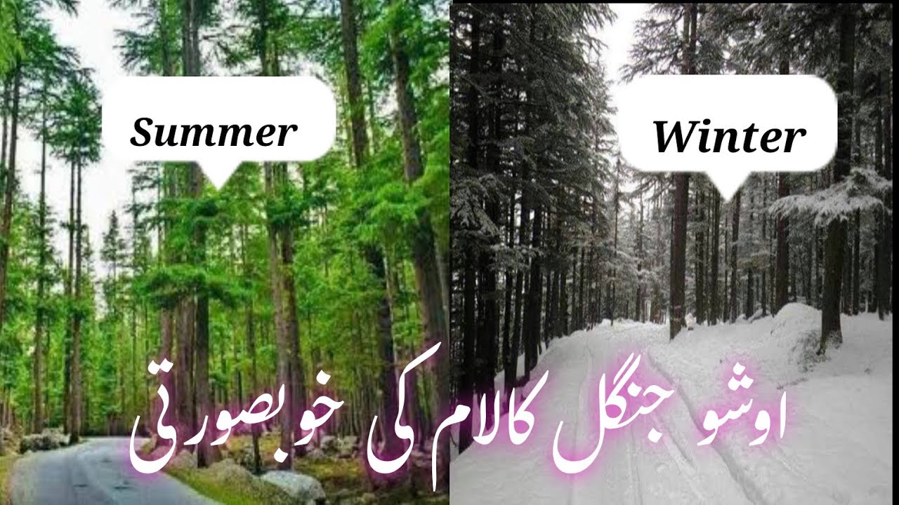 Ushu Forest Kalam | Most Beautiful place of Swat Valley| Snow in Ushu ...