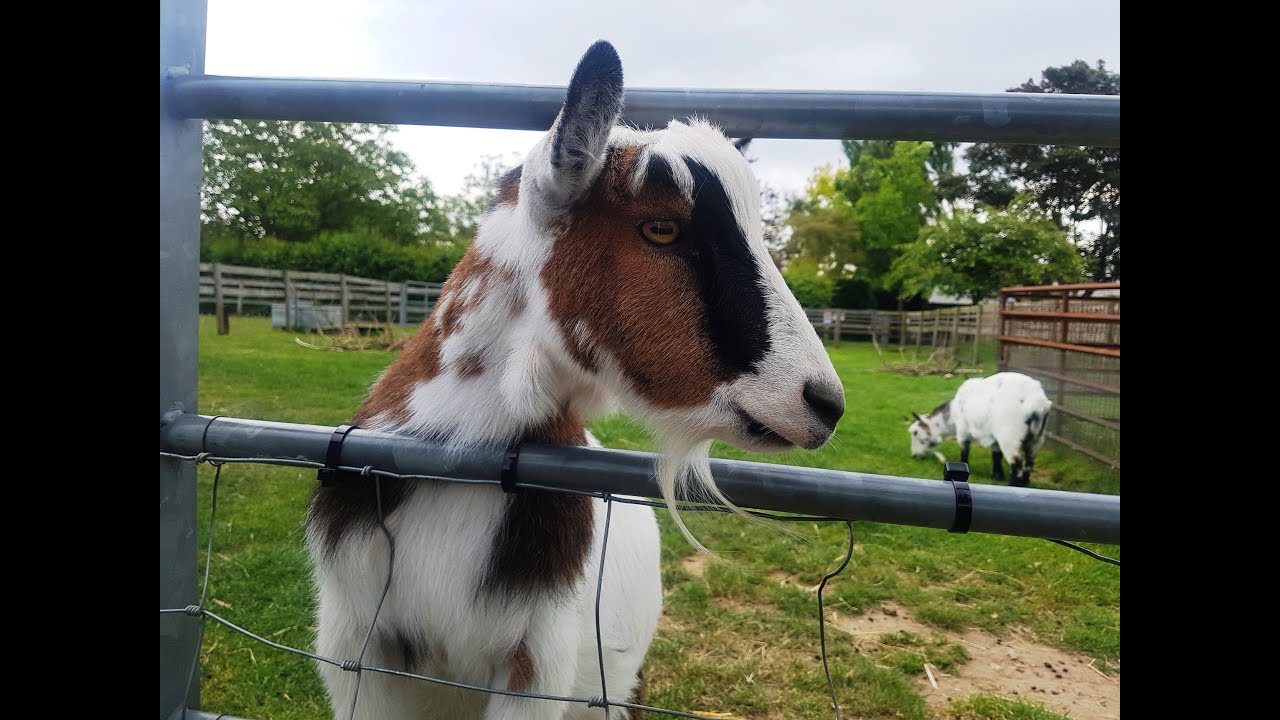 White Bearded Billy Goat at Lathcoats Farm Chelmsford #shorts # ...
