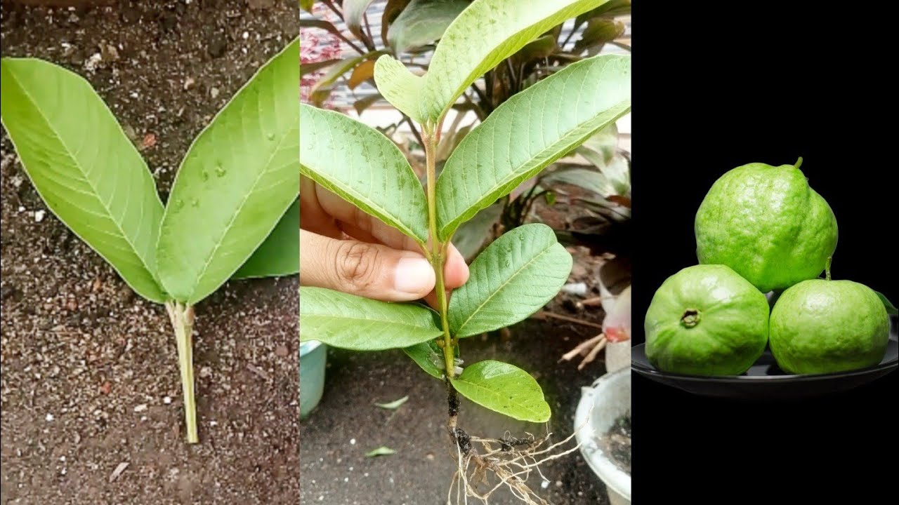 The best way to plant guava stems: with Curcuma vitamins. You must try ...