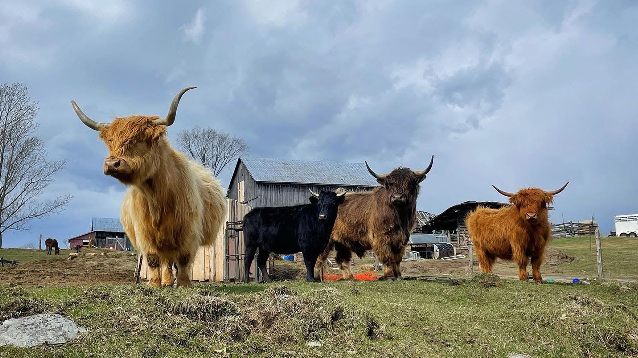 Highland Cows Run and Play in the Green Pastures! - YouTube