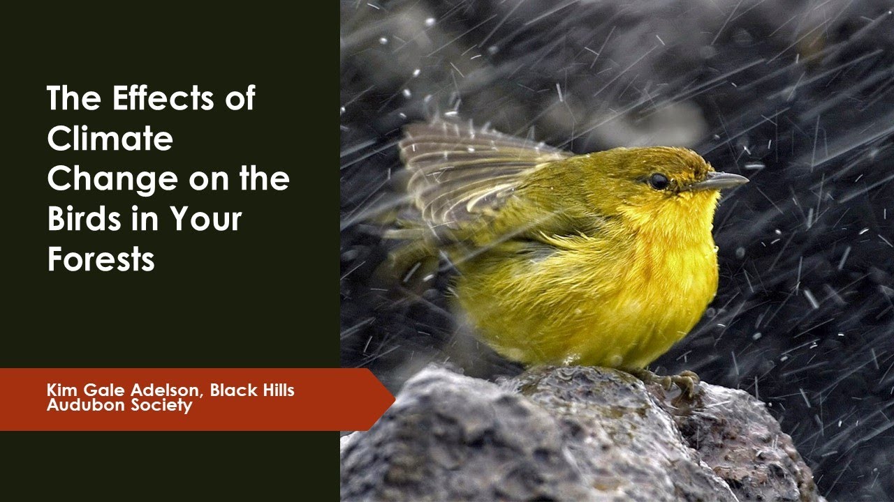 The Effects of Climate Change on the Birds in Your Forests - YouTube