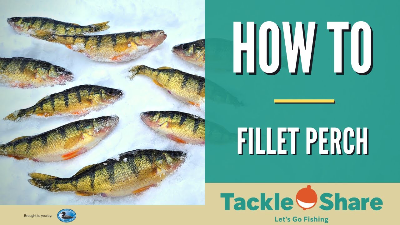How To: Fillet Yellow Perch (QUICK and EASY) - YouTube