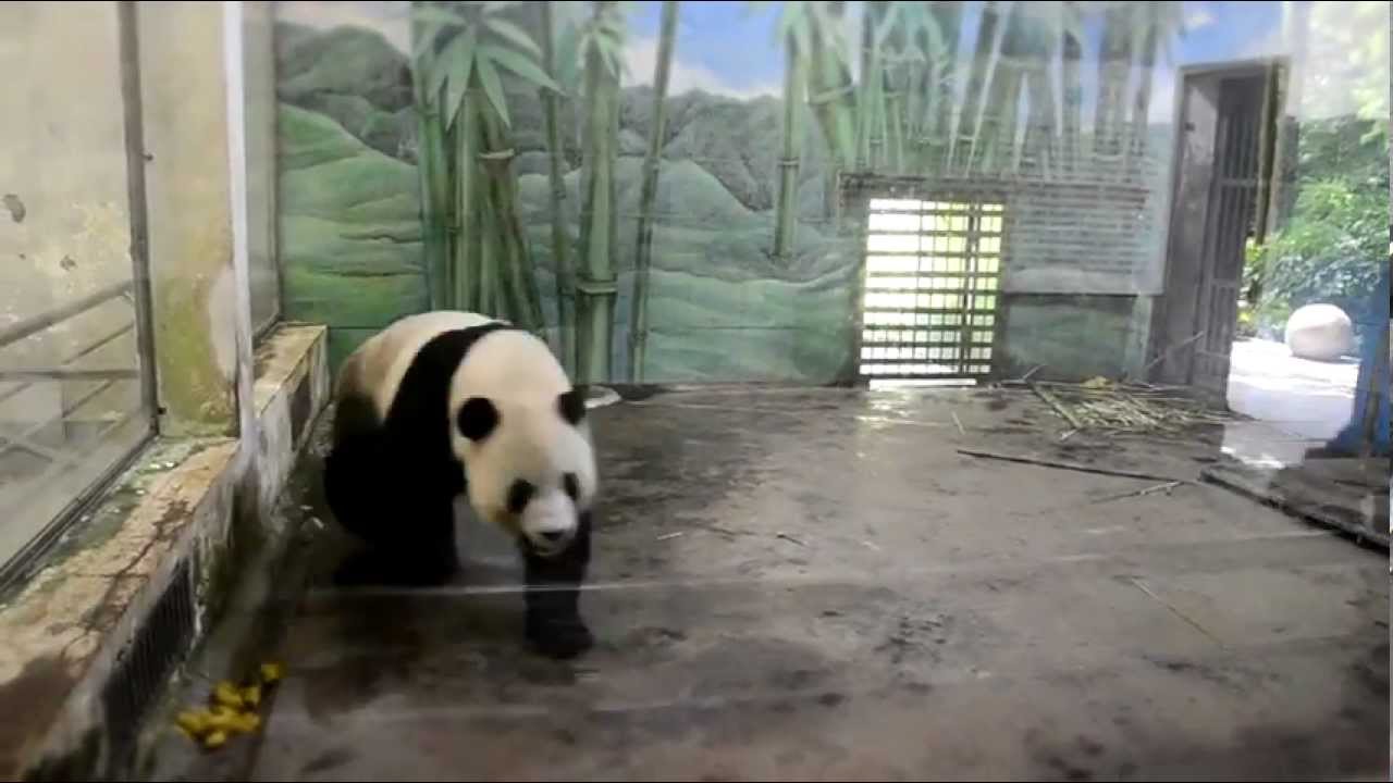 Pandas at Wuhan Zoo - YouTube