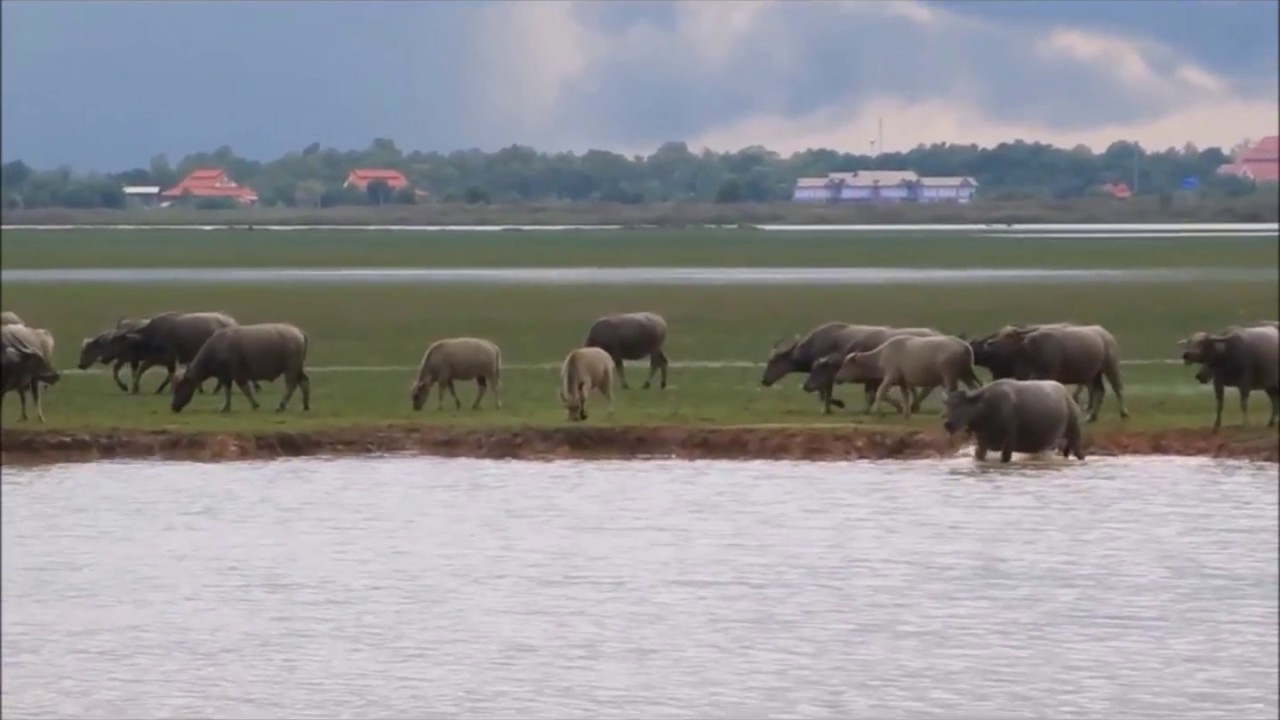 buffalo swimming on sunset - YouTube