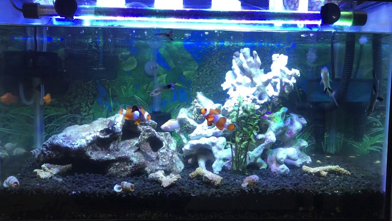 Ikan Nemo Air Tawar bermain bersama dengan Ikan Hias Air Tawar ...