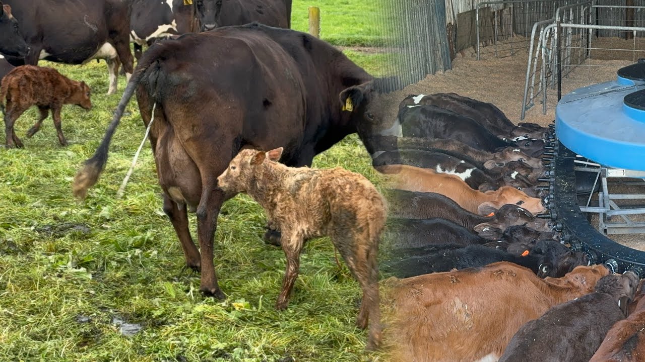 13 calfs born today - Feeding Milk To Big heifers - YouTube