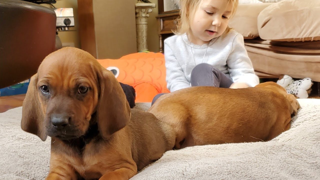 Cuteness overload! Toddler & Redbone Coonhound pups - YouTube