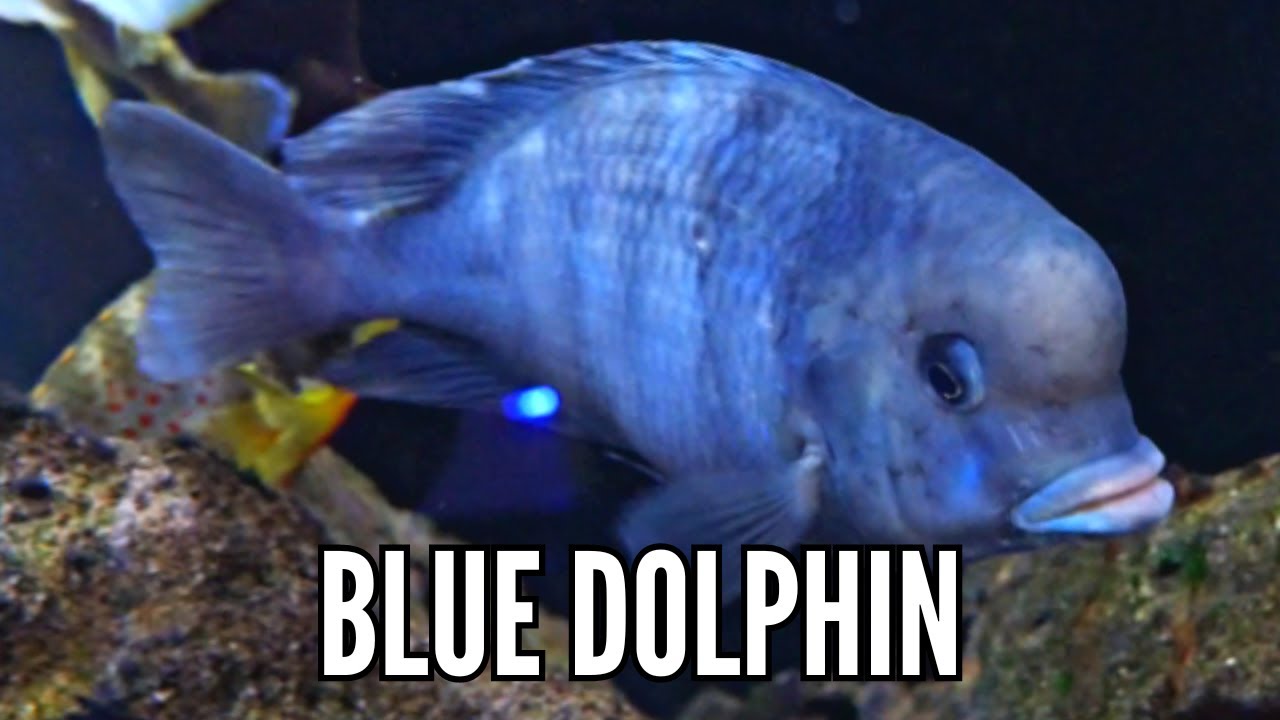 How to Keep Blue Dolphin Cichlids | Complete Care & Breeding Guide ...