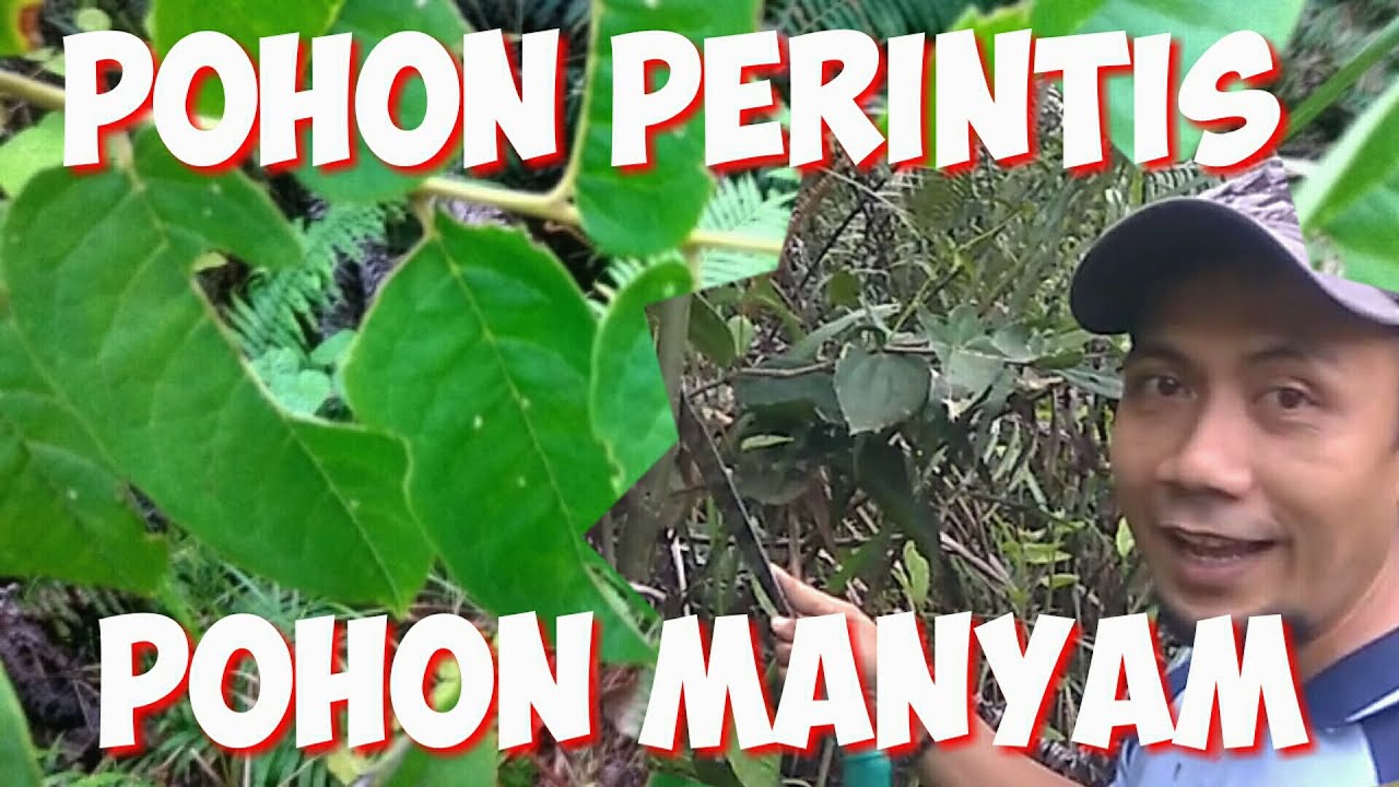 POHON MANYAM Antidesma sp TUMBUHAN PERINTIS DI HUTAN TROPIS - YouTube