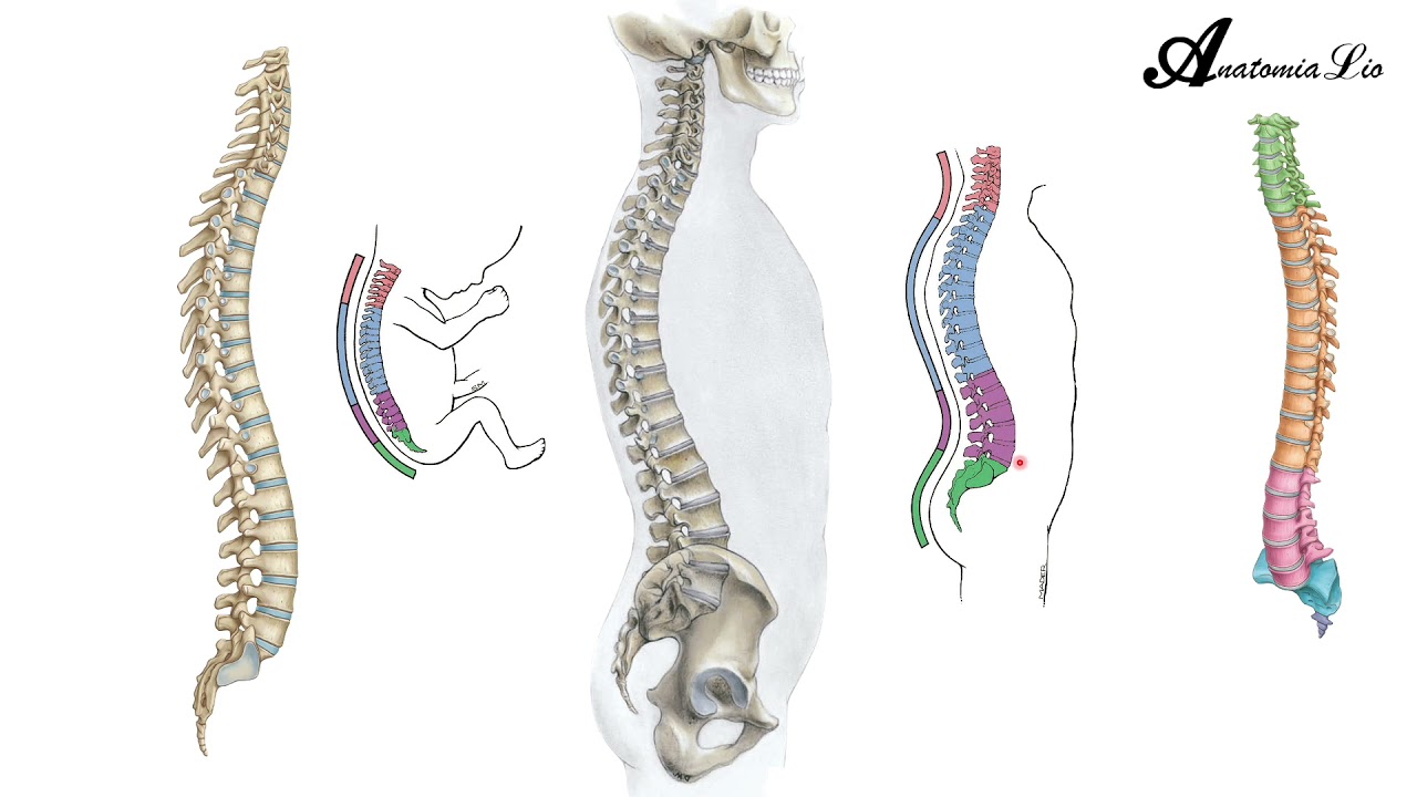 Curvaturas de la columna vertebral - YouTube