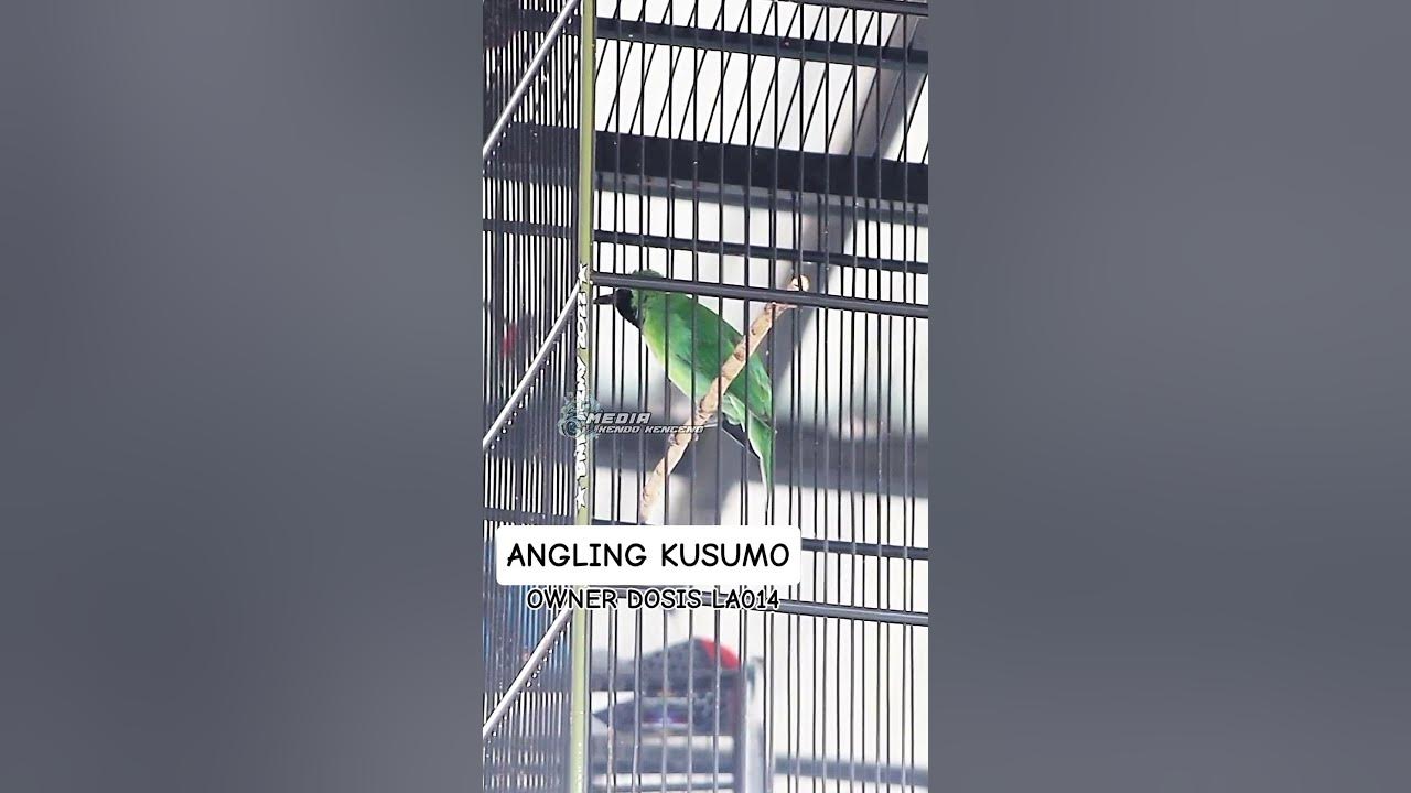 𝘾𝙐𝘾𝘼𝙆 𝙄𝙅𝙊 𝘼𝙉𝙂𝙇𝙄𝙉𝙂 𝙆𝙐𝙎𝙐𝙈𝙊 𝙅𝙐𝘼𝙍𝘼 1 𝙇𝘼𝙏𝙋𝙍𝙀𝙎 𝙈𝘼𝙐𝙇𝙄𝘿 𝙉𝘼𝘽𝙄 𝙈𝙐𝙃𝘼𝙈𝙈𝘼𝘿 𝙎𝘼𝙒 𝘿𝙄 skmb blimbing #kicaumania ...