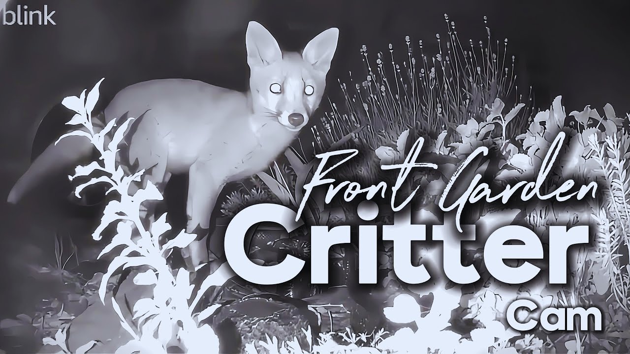 #31 Caught on Camera! Critters visiting the Dragon Fountain - YouTube