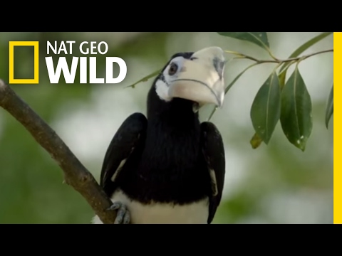 Hornbill Date Night | Destination WILD