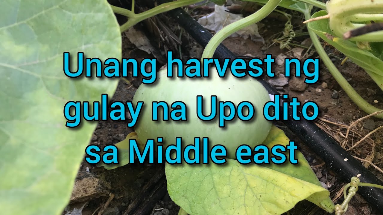 First Harvest ng Gulay na Opo l Fresh vegetables l Mini garden farm l ...