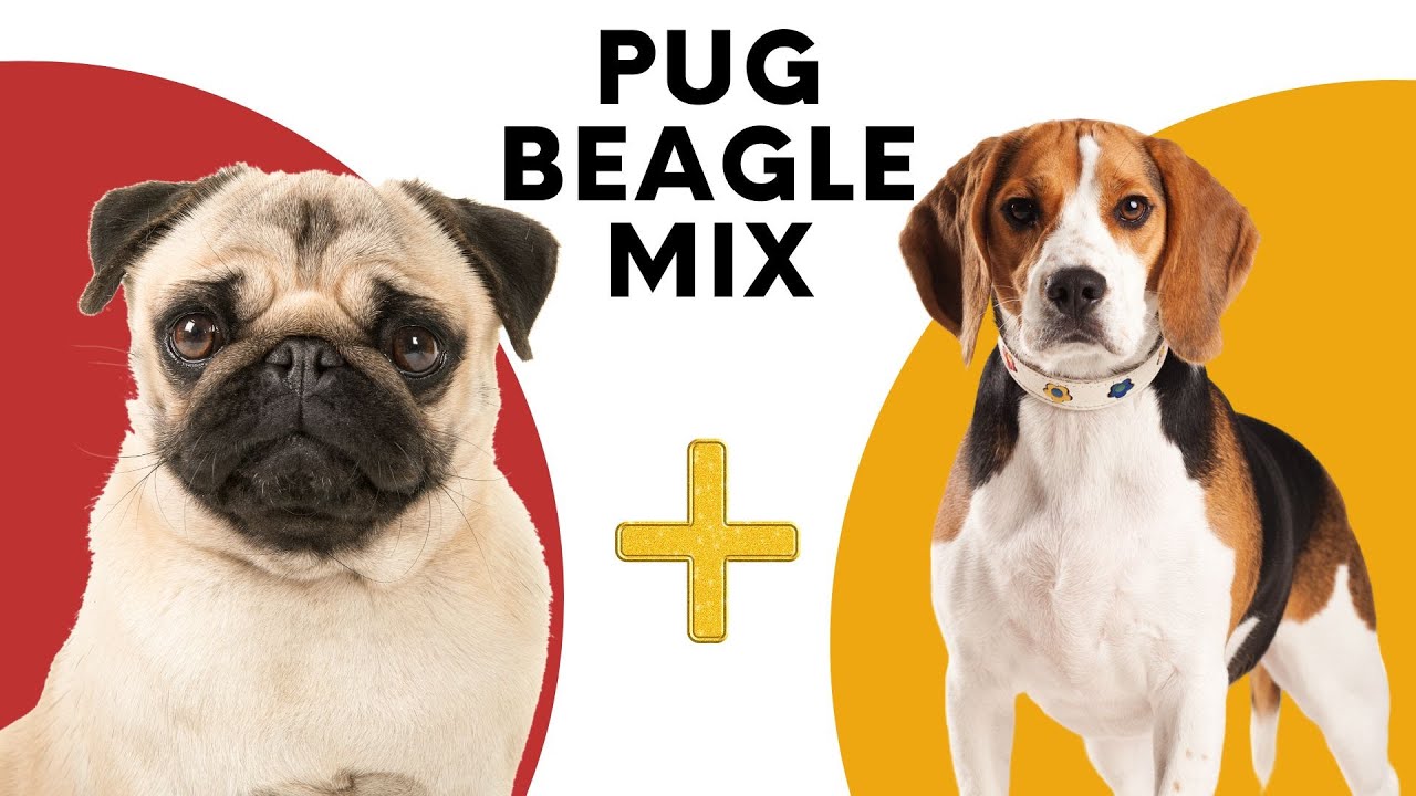 All About the Pug Beagle Mix aka the Puggle - YouTube
