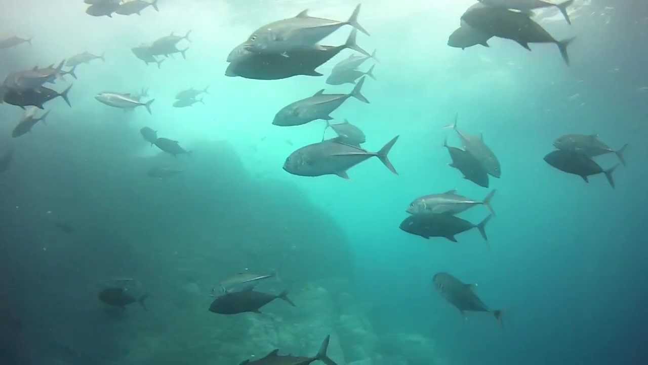 Best of Malpelo - Diving mit Rollei 5S - YouTube